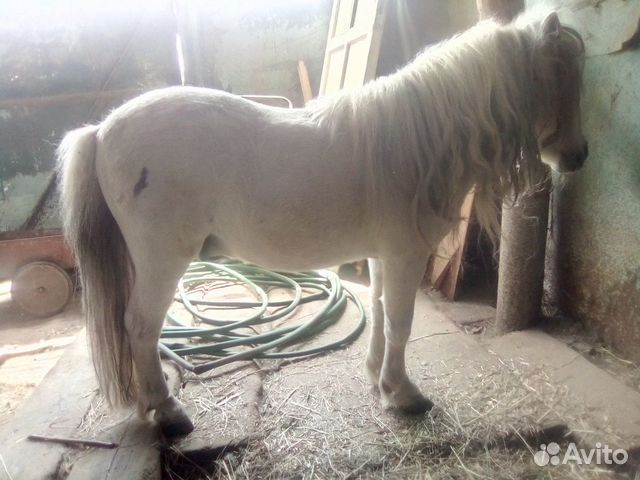 Продаётся пони жеребец