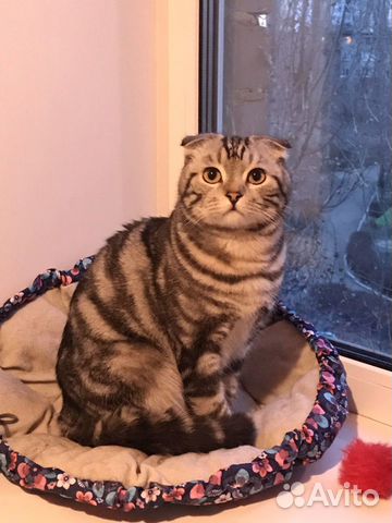 Котик ищет Дом