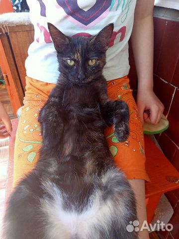 2 котёнка Клеопатра и Мурзик по 4,5 месяца,кошка Р