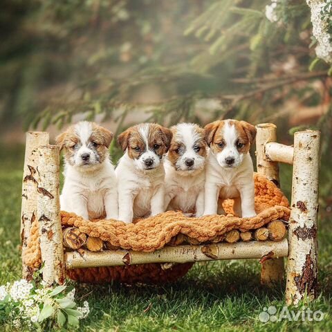 Щенки Джек Рассел Терьера