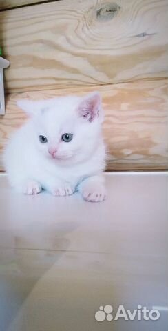 Котенок шотландский прямоухий