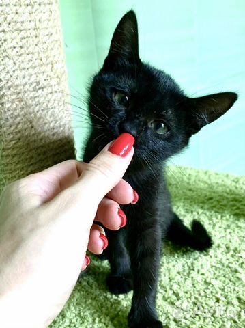 Черная пантера с зелеными глазами в добрые руки