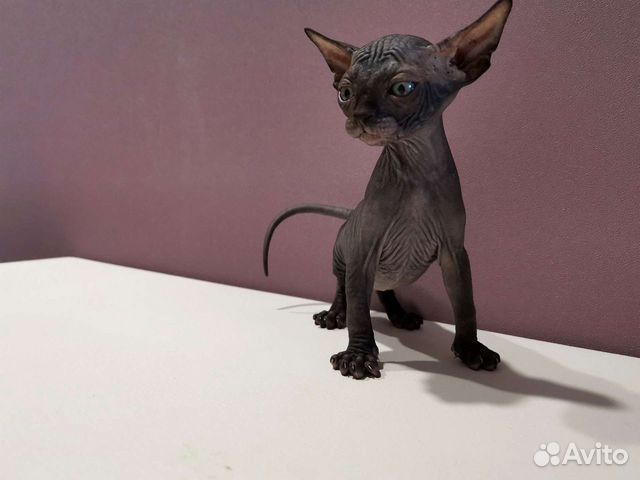 Канадский сфинкс