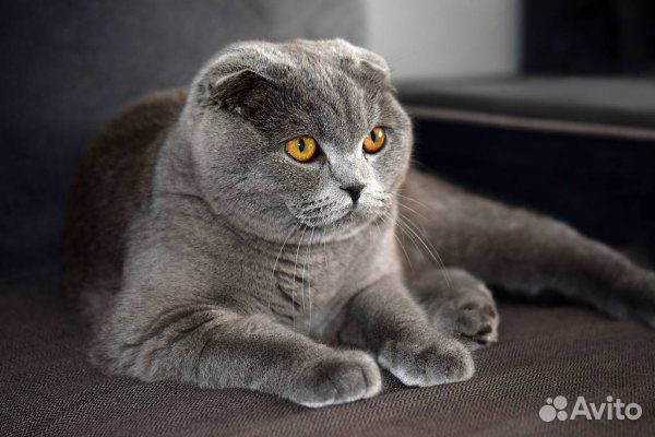 Шотландский кот вязка