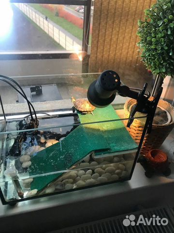 Акватеррариум для маленькой красноухой черепахи