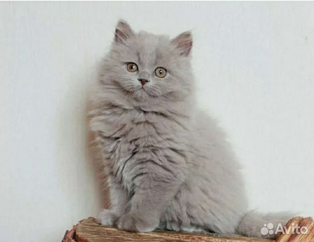 Чистокровные британцы