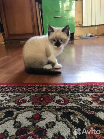 Продаем сиамскую кошечку, 2,5 месяца
