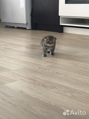 Шотландская вислоухая девочка