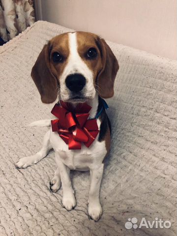 Бигль на вязку