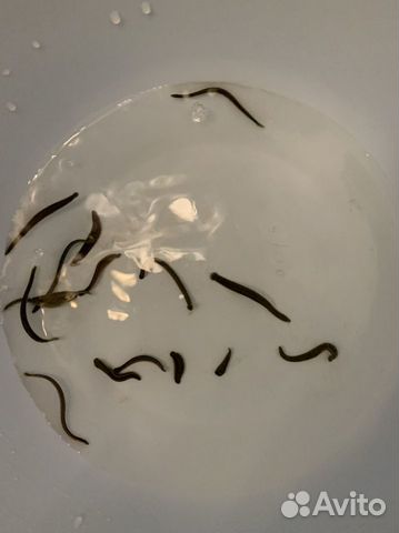 Медицинские пиявки