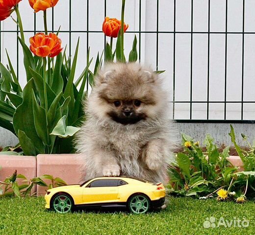 Мини мишутки)