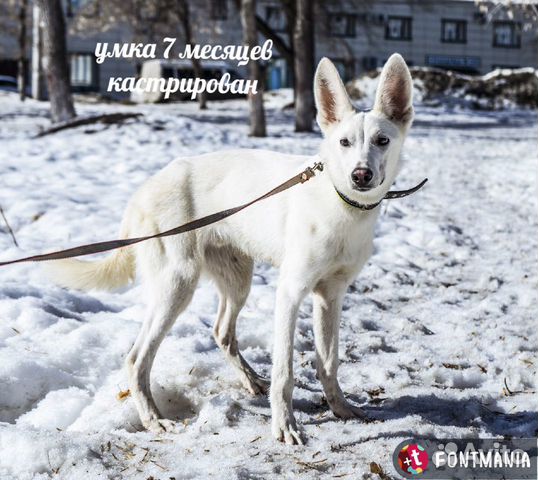 Умка.Уманский. Белоснежный кобель