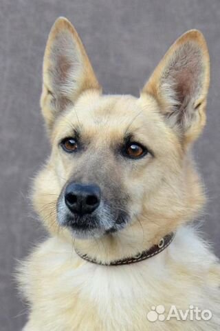 Собаки бесплатно в добрые руки