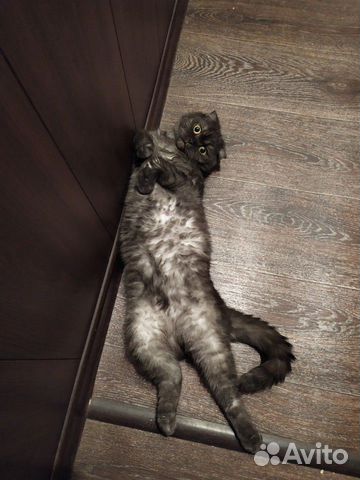 Отдам кошку в добрые руки