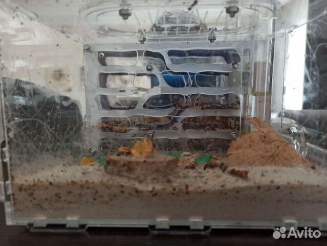 Фурмикарий