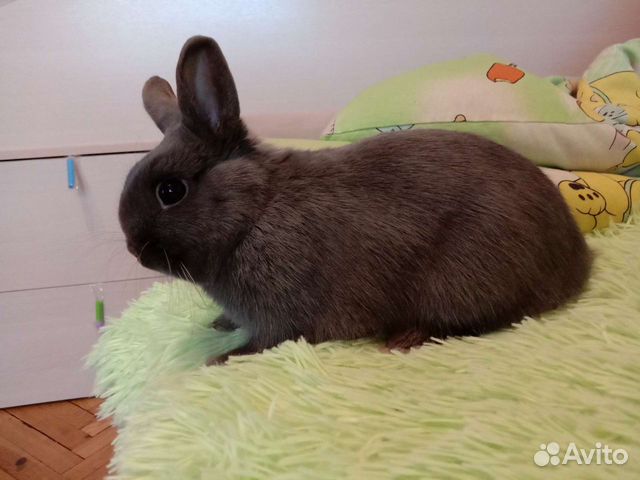 Случка Карликовый кроль