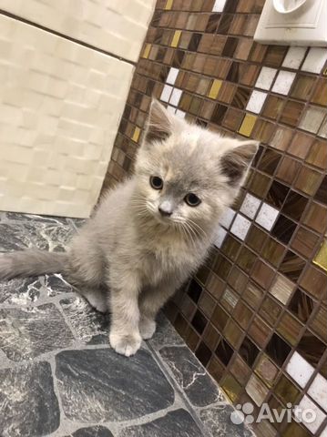 Британская