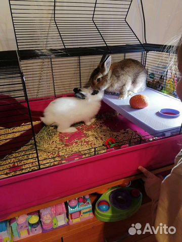 Декоративные кролики