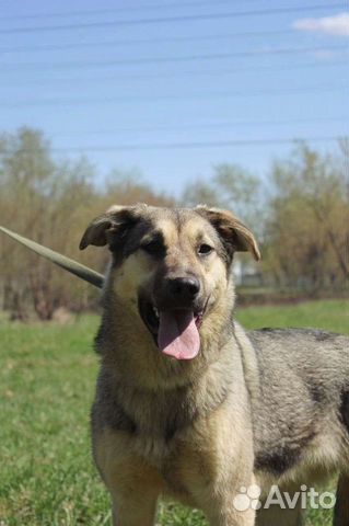 Щенок в добрые руки бесплатно