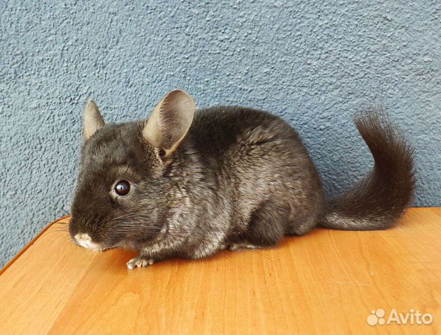 Шиншилла тёмный бархатный эбони