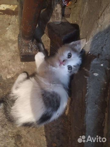 Котята в добрые руки к лотку приучены 1,5 месяца