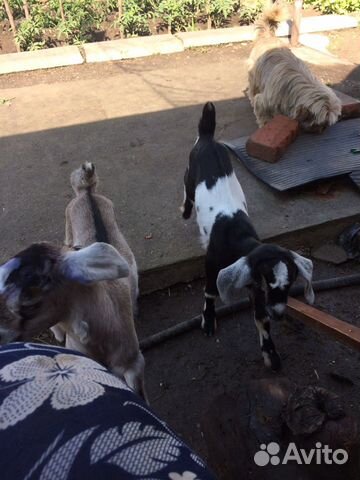 Коза и козлята