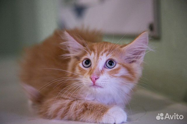 Котенок кот в дар бесплатно добрые руки