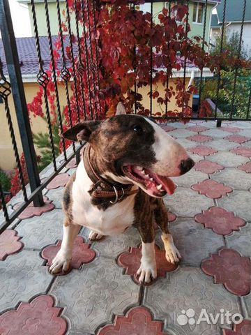 Бультерьер стандартный для вязки