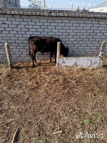 Бычки и тёлки