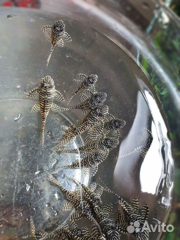 Hypancistrus sp. L-260, Queen Arabesque