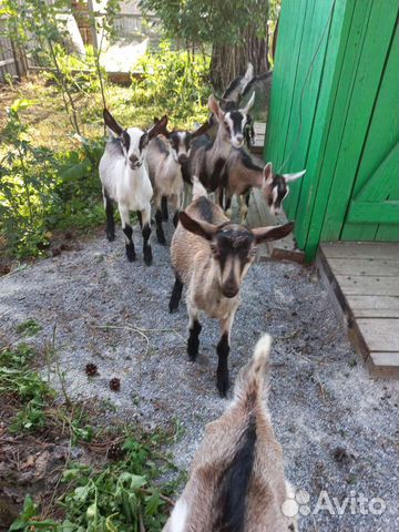 Альпийские козочки и козлики