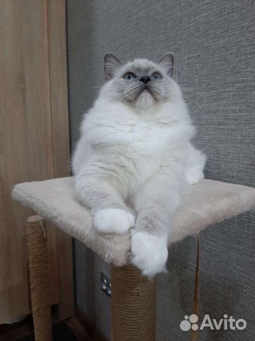 Котята рэгдолл