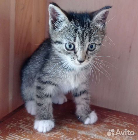 Котёнок в добрые руки, девочка 2 мес