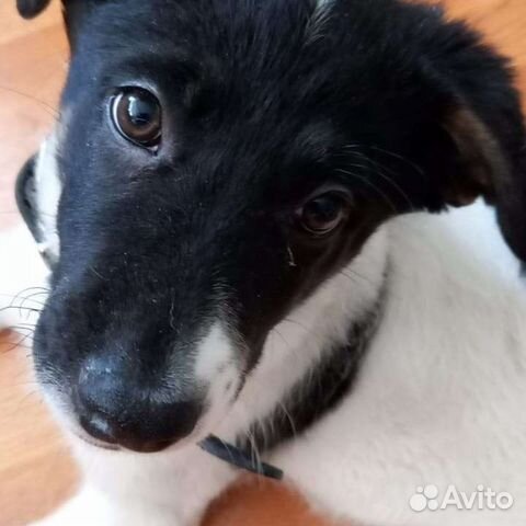 Щенок в добрые руки бесплатно