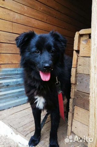 Небольшая собачка после дома оказалась в приюте