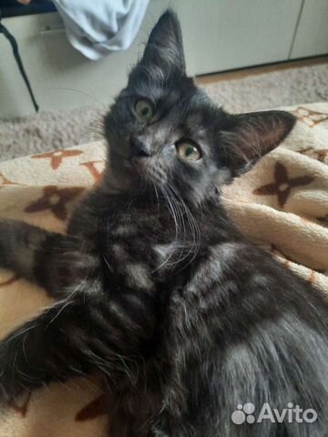 Кошка