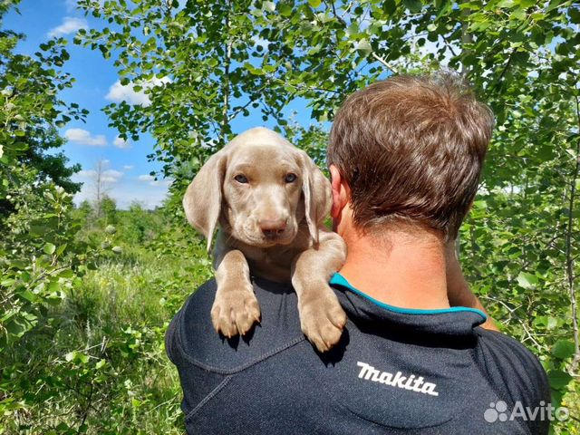Серебряные аристократы