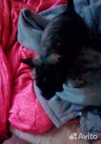 Стаффорд щенок