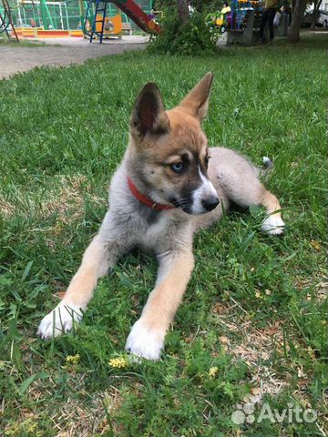 Хаски щенок