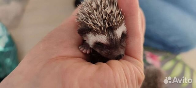 Малышарики