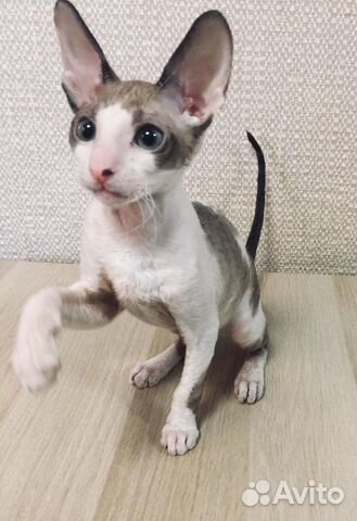 Корниш-рекс