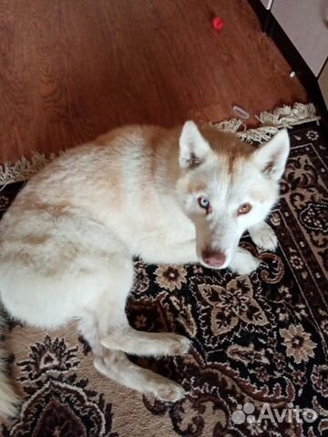 Хаски в добрые руки