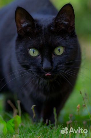 Молодая кошка