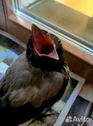 Птенец вороны