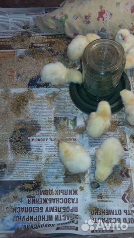 Продам кобб-500