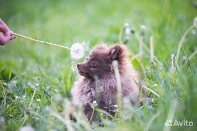 Щенки немецкого шпица