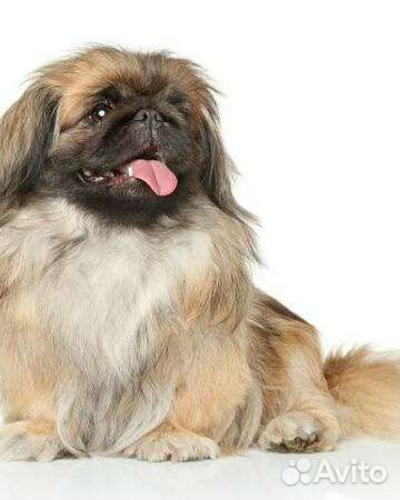 Пекинес 3 года