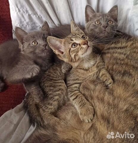 Отдам котят в добрые руки, милые и игривые, к лотк