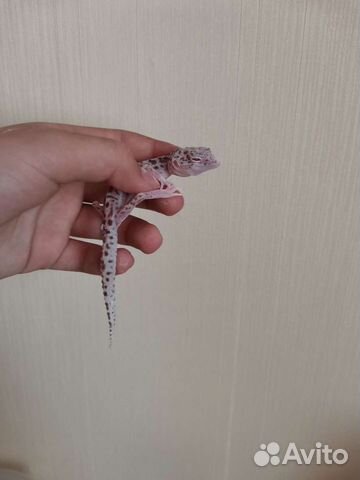 Ящерица эублефар