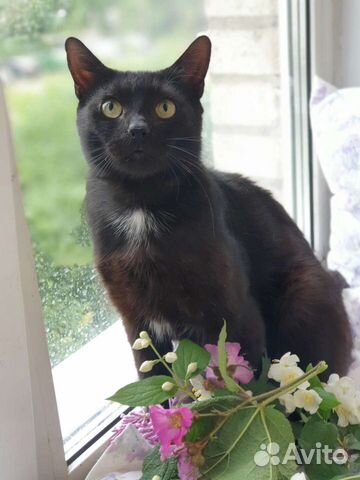 Ласкового котика выгнали из дома